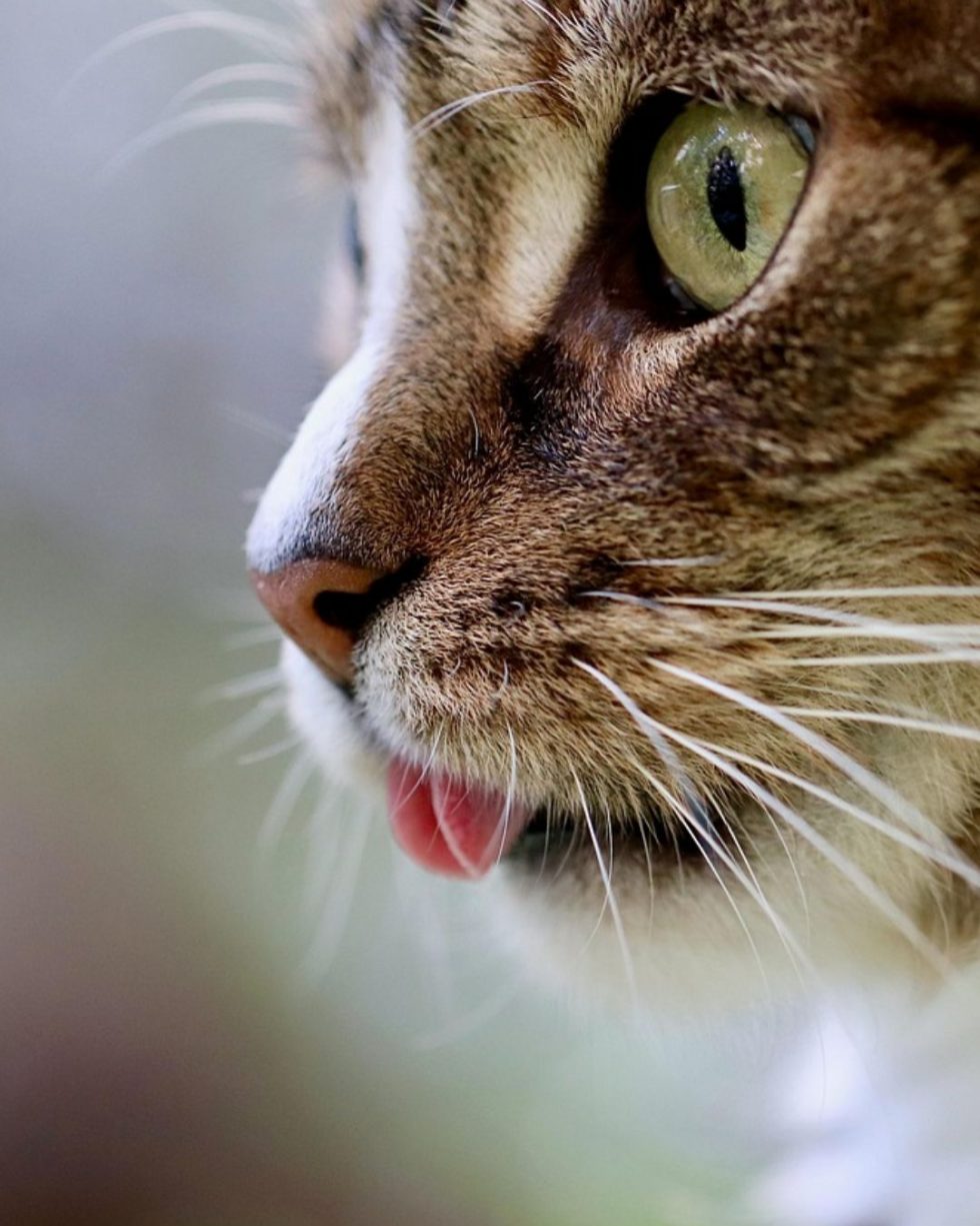 How the 5 senses of cats work - Camelias VET