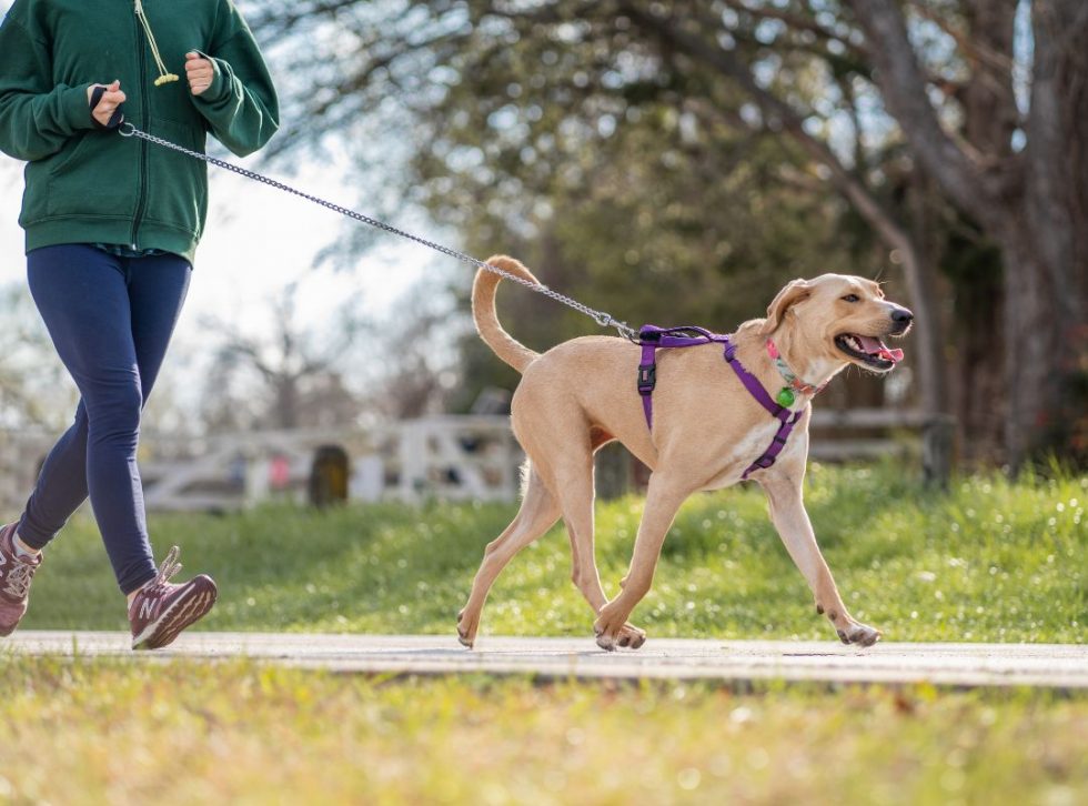 Consejos claves para pasear a tu perro - Camelias VET